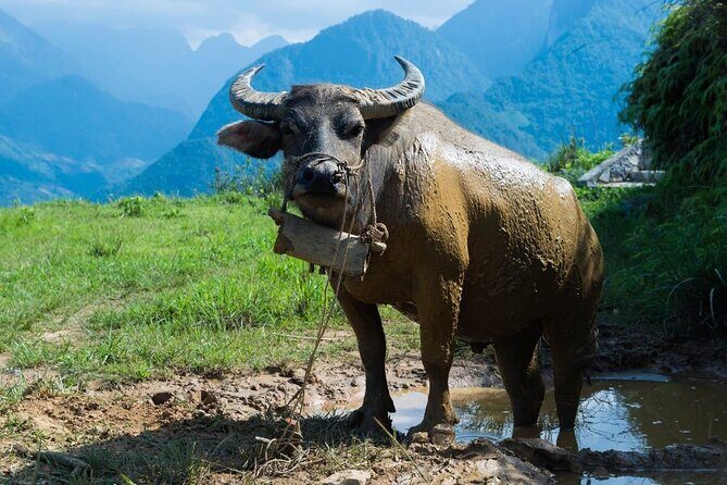 Sapa's Hidden Trails Tour from Topas Ecolodge - The Sum Up