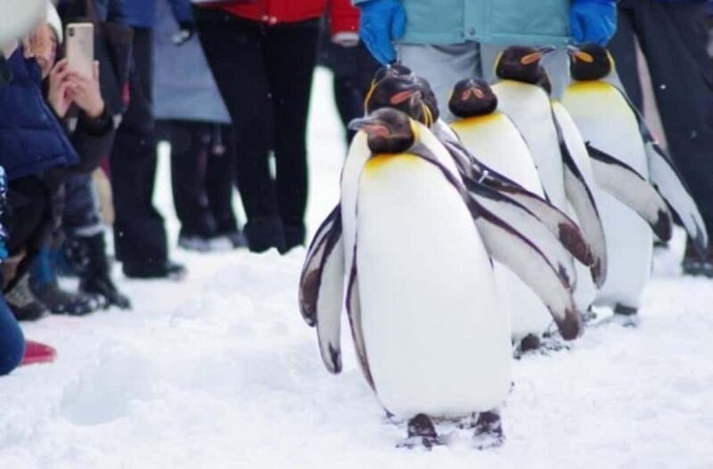 Sapporo: Asahiyama Zoo and Blue Pond Day Trip - An In-Depth Look at This Hokkaido Day Trip