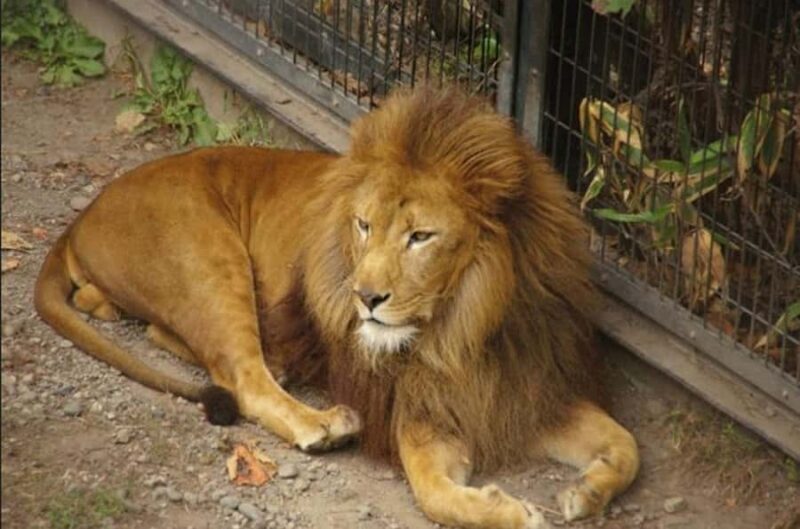 Sapporo: Asahiyama Zoo and Blue Pond Day Trip - FAQ