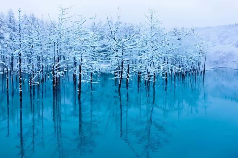 Sapporo: Asahiyama Zoo and Ningle Terrace Trip /w Pickup - An Honest Look at the Tour Experience