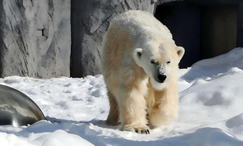 Sapporo: Asahiyama Zoo and Shirahige Falls Trip /w Pickup - Final Thoughts