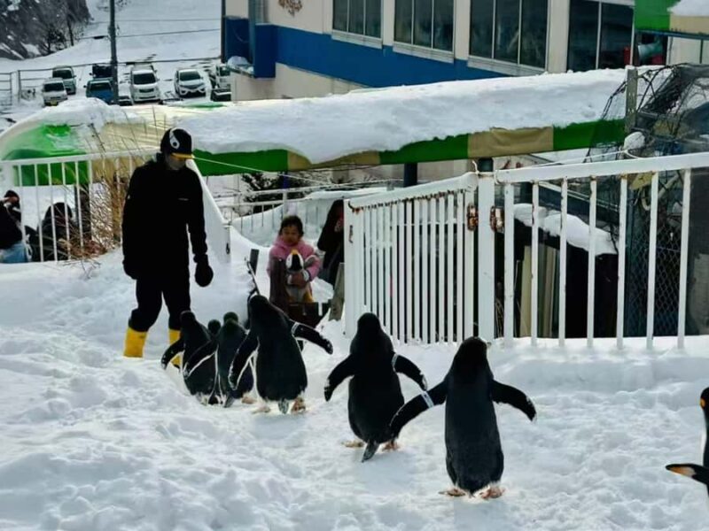 Sapporo: Asahiyama Zoo, Snow Activity, & Ningle Terrace Tour - The Experience from the Traveler’s Perspective