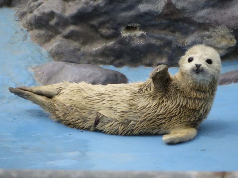 Sapporo: Asahiyama Zoo, Snow Activity, & Ningle Terrace Tour - Who Should Consider This Tour?