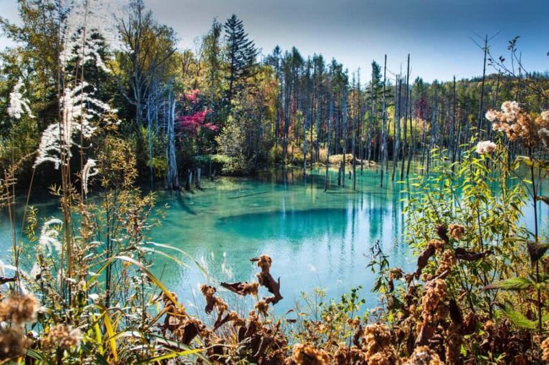 Sapporo: Asahiyama Zoo, Snow Activity, & Ningle Terrace Tour - FAQ