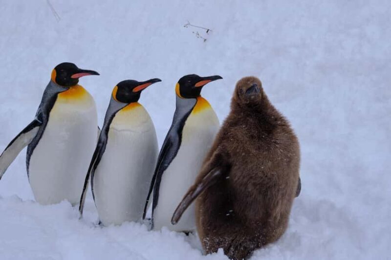 Sapporo Asahiyama Zoo, Tree Spot & Waterfalls Day Tour - The Sum Up