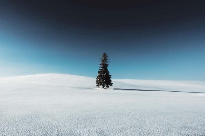 Sapporo: Biei Best 5 Must-Visit Day Tour (Late Departure) - An In-Depth Look at the Biei Best 5 Must-Visit Day Tour