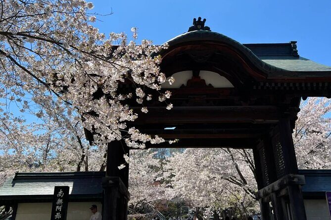 Sapporo City Cherry Blossom Private Sightseeing Tour - Introduction