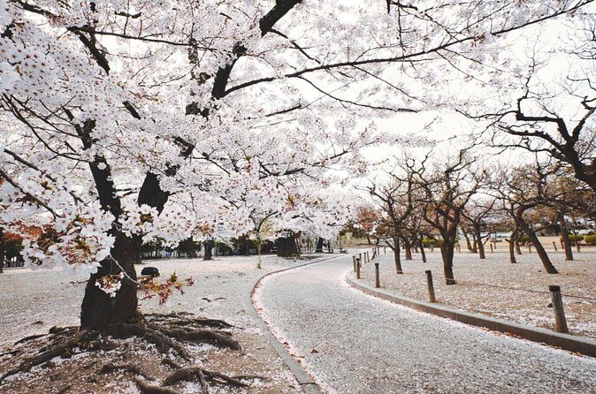 Sapporo City Cherry Blossom Private Sightseeing Tour - Key Points