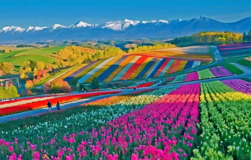 Sapporo: Furano Flower Sea & Biei Blue Pond Tour w/ Pickup - What to Expect on This Scenic Journey