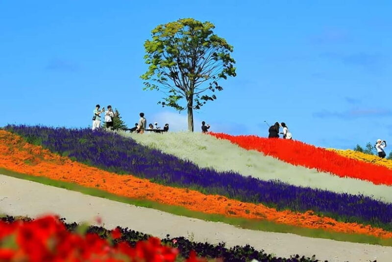 Sapporo: Furano Lavender & Biei Blue Pond Tour with Lunch - Key Points