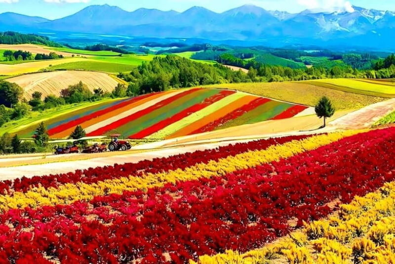 Sapporo: Furano Lavender & Biei Blue Pond Tour with Lunch - Exploring the Itinerary: The Heart of the Experience