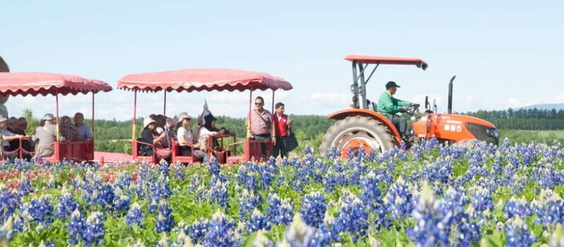 Sapporo: Furano Lavender & Biei Blue Pond Tour with Lunch - What to Expect in Terms of Pacing and Experience