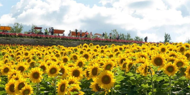 Sapporo: Furano Lavender & Biei Blue Pond Tour with Lunch - Authentic Touches and Limited Drawbacks