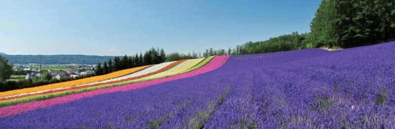 Sapporo: Furano Lavender & Biei Blue Pond Tour with Lunch - FAQ