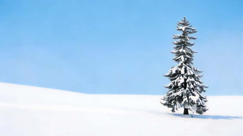 Sapporo Limited: Hokkaido Winter Blue Pond Illumination Tour - The Value of the Tour