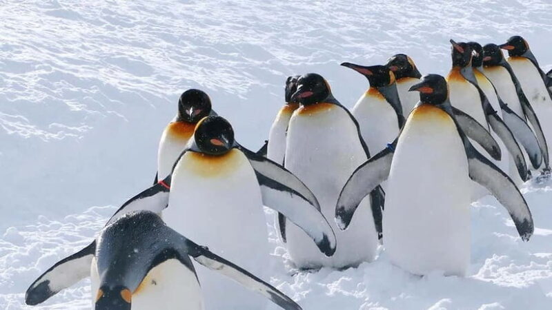 Sapporo Winter : Asahiyama Zoo (Penguin Fun & Snowmobile) - A Closer Look at the Tour Itinerary and Experience