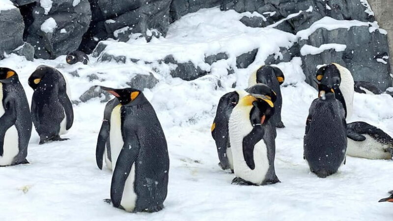 Sapporo Winter : Asahiyama Zoo (Penguin Fun & Snowmobile) - Who Should Consider This Tour?