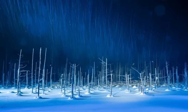 Sapporo:Asahiyama Zoo,Shirahige Waterfall&Blue Pond Day Trip - The Real Value: What Travelers Say