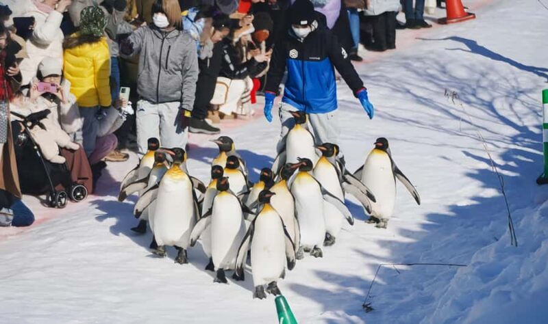 Sapporo:Asahiyama Zoo,Shirahige Waterfall&Blue Pond Day Trip - Who Should Consider This Tour?