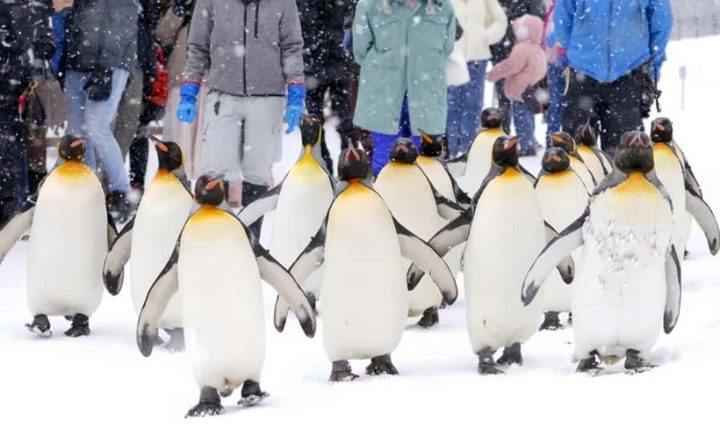 Sapporo:Asahiyama Zoo,Shirahige Waterfall&Blue Pond Day Trip - Final Thoughts: Is It Worth It?