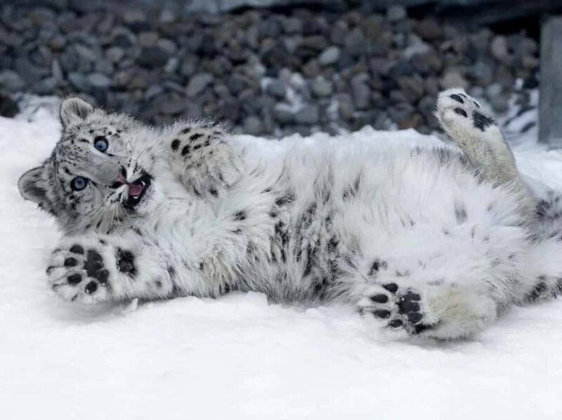 Sapporo:Asahiyama Zoo,Shirahige Waterfall&Blue Pond Day Trip - FAQ