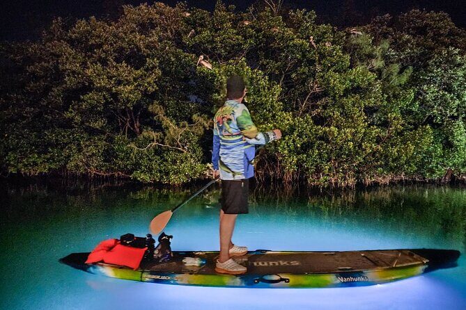 Sarasota - Clear Kayak LED Night Glass Bottom Tour - The Sum Up
