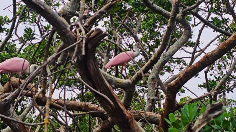 Sarasota: Clear Kayak Mangrove Tunnel & Beach Hopping Tour - The Experience: What to Expect