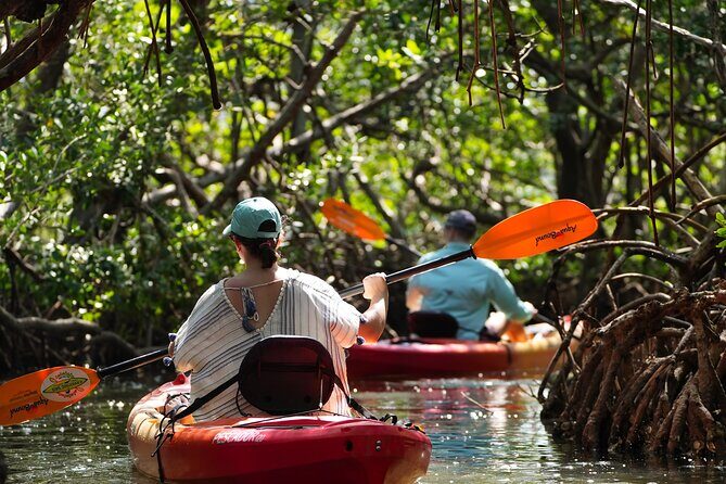 Sarasota Kayak and Food Tour - An Overview of the Sarasota Kayak and Food Tour