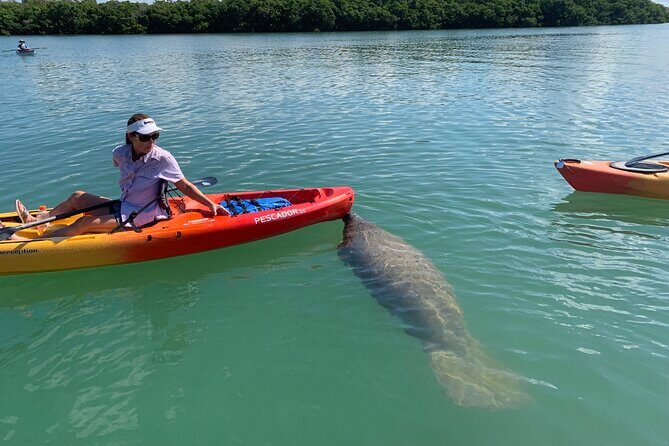 Sarasota Mangrove Tunnel Guided Kayak Adventure - What Reviews Tell Us About the Tour