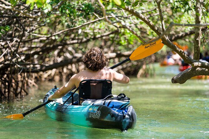Sarasota Mangrove Tunnel Guided Kayak Adventure - The Sum Up: Who Will Love This Tour