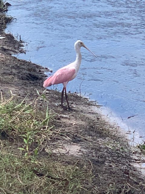 Sarasota: Myakka State Park E-bike Safari Experience - Who Is This Tour Best For?
