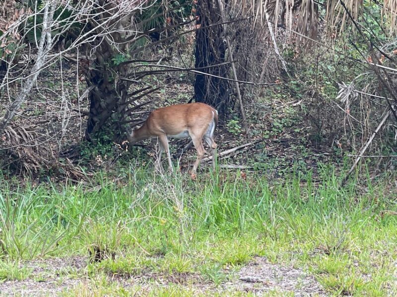Sarasota: Myakka State Park E-bike Safari Experience - The Sum Up