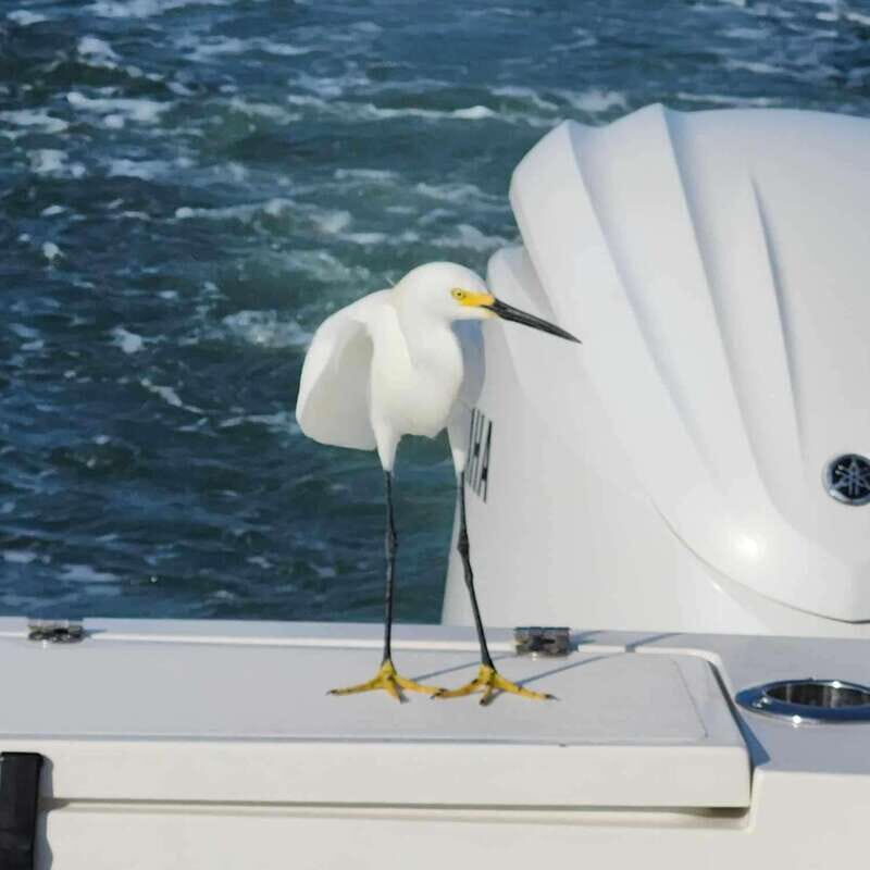 Sarasota Sunset Charter - An In-Depth Look at the Sarasota Sunset Charter