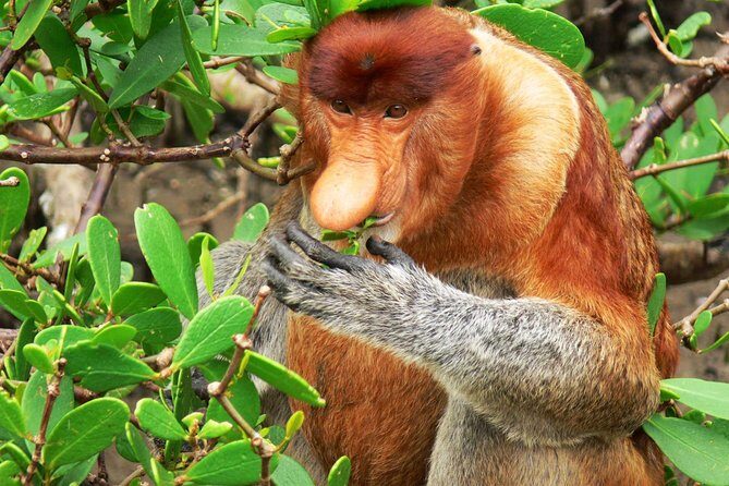 Sarawak Bako National Park Tour : Rainforest Flora & Fauna - Cost & Value