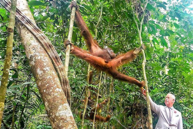 Sarawak Orangutan Semenggoh Wildlife Centre Tour - Who Should Consider This Tour?