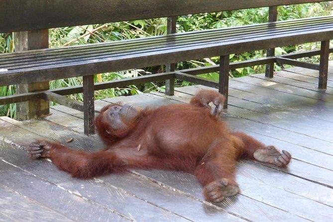 Sarawak Orangutan Semenggoh Wildlife Centre Tour - Frequently Asked Questions
