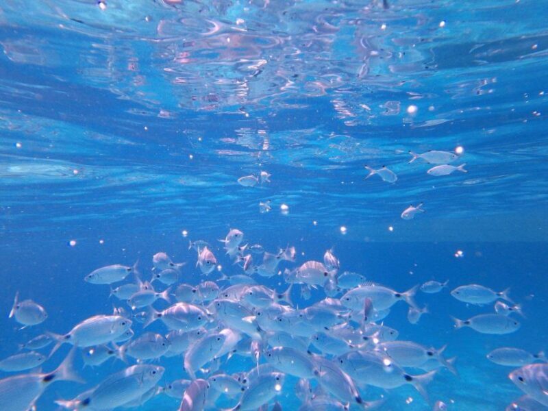 Sardegna: Tavolara Boat Tour with Snorkeling - The Sum Up: Who Is This Tour Best For?