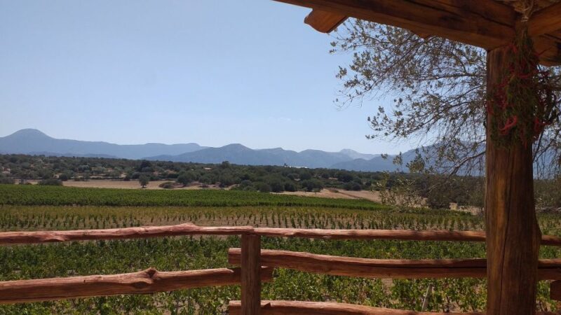 Sardinia: Dorgali Winery Tour with Tasting and Local Guide - What You Can Expect on the Tour