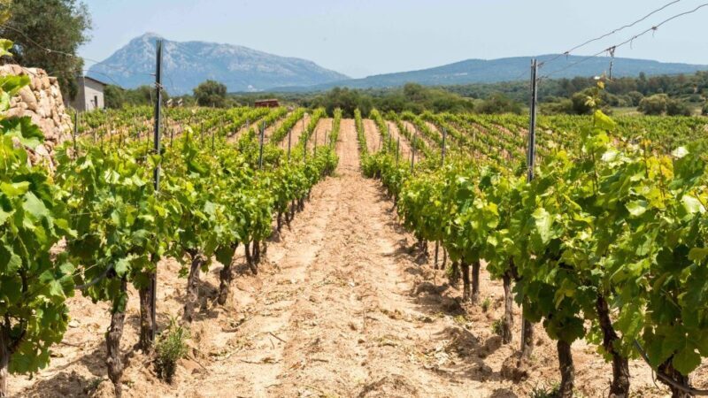 Sardinia: Dorgali Winery Tour with Tasting and Local Guide - Reviews and What Travelers Say