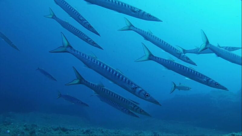 Sardinia, La Maddalena Archipelago: First Dive Experience - Practical Tips for Participants