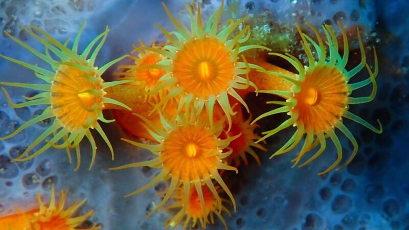 Sardinia, La Maddalena Archipelago: First Dive Experience - Authentic Insights from Past Participants