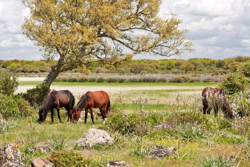 Sardinia: Su Nuraxi di Barumini and Giara di Gesturi Tour - Who Should Book This Tour?