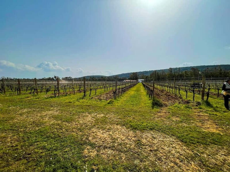 Sardinia: Wine Tasting and Nuragic Village Tour in Alghero - In-Depth Overview of the Itinerary