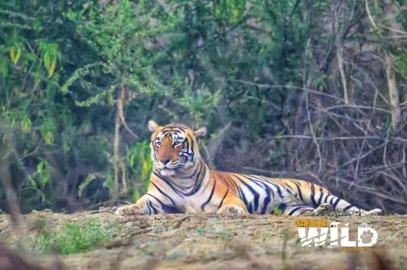 Sariska : Online Safari Booking, Bala Quila Safari - Exploring the Sariska Safari Experience: An In-Depth Review