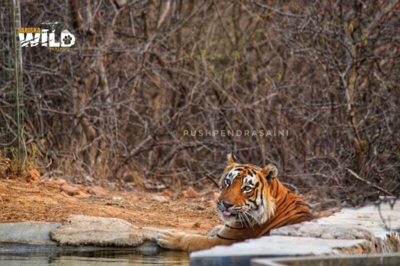 Sariska : Online Safari Booking, Bala Quila Safari - Introduction: Why Consider the Sariska Safari?