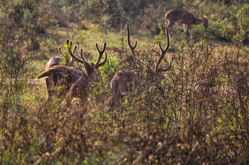 Sariska : Online Safari Booking, Bala Quila Safari - Authenticity and Experience Quality