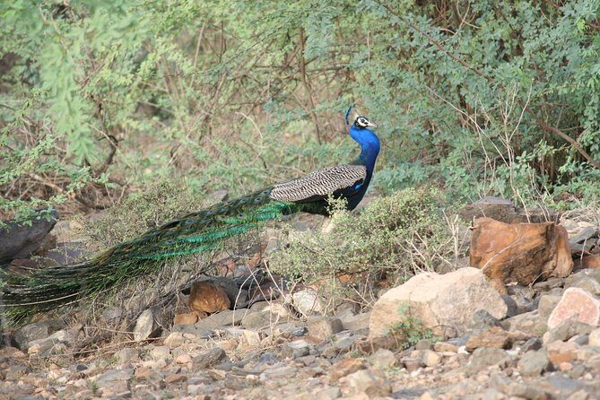 Sariska Tiger Reserve Assistance for Gypsy Private Safari Tickets - Potential Drawbacks and How to Make the Most of It