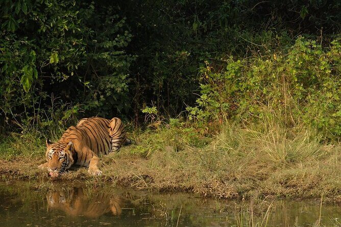 Sariska Tiger Reserve Assistance for Gypsy Private Safari Tickets - FAQ