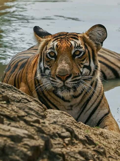 Sariska Tiger Reserve: Gypsy & Canter jungle Safari Transfer - Key Points