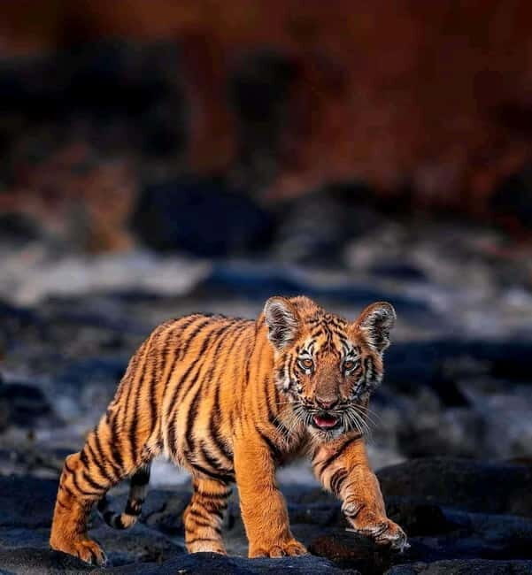 Sariska Tiger Reserve: Gypsy & Canter jungle Safari Transfer - Exploring Sariska Wildlife and Landscape